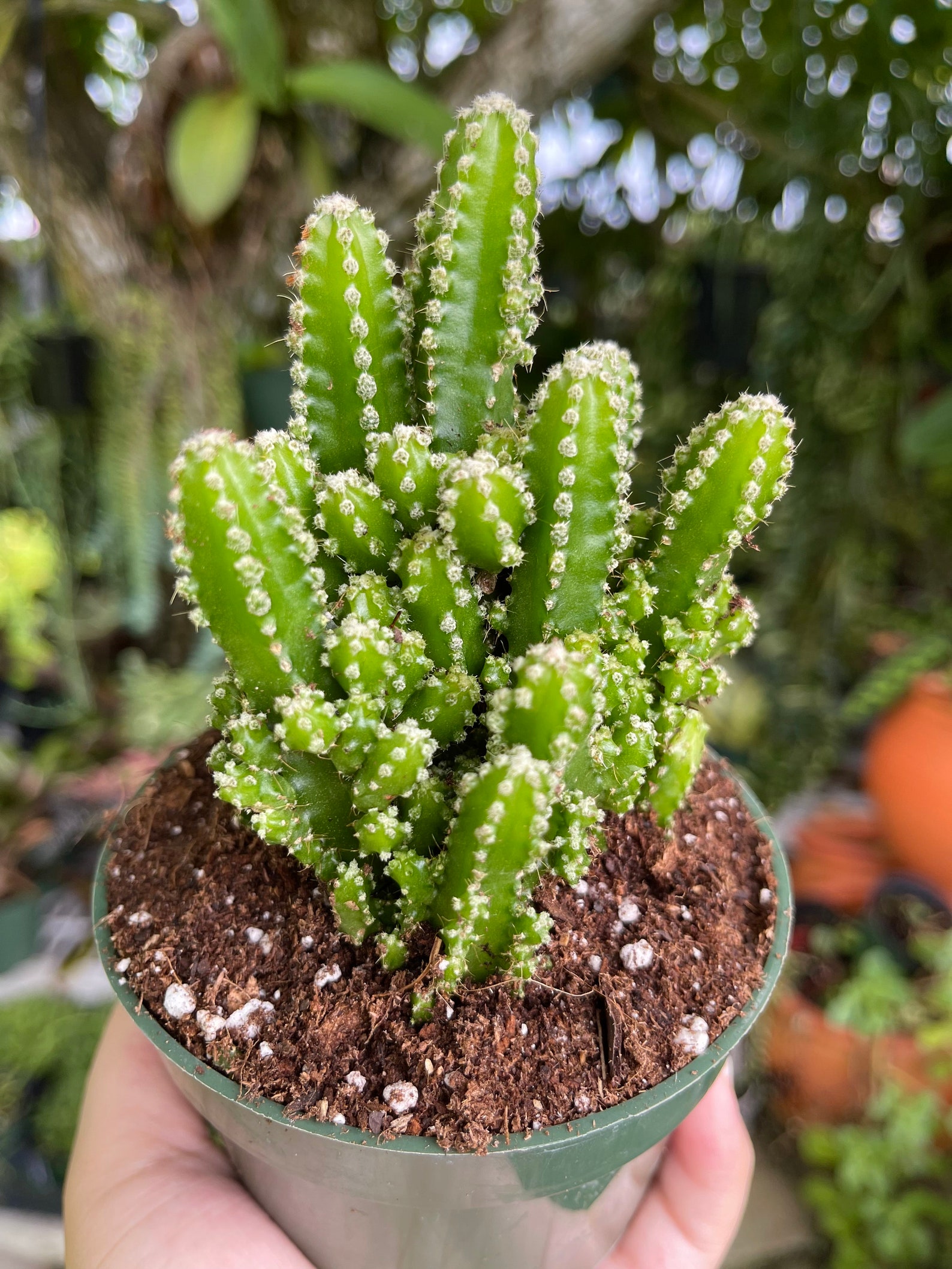 Acanthocereus Tetragonus Fairy Castle Cactus Rare Succulent Live Cacti ...