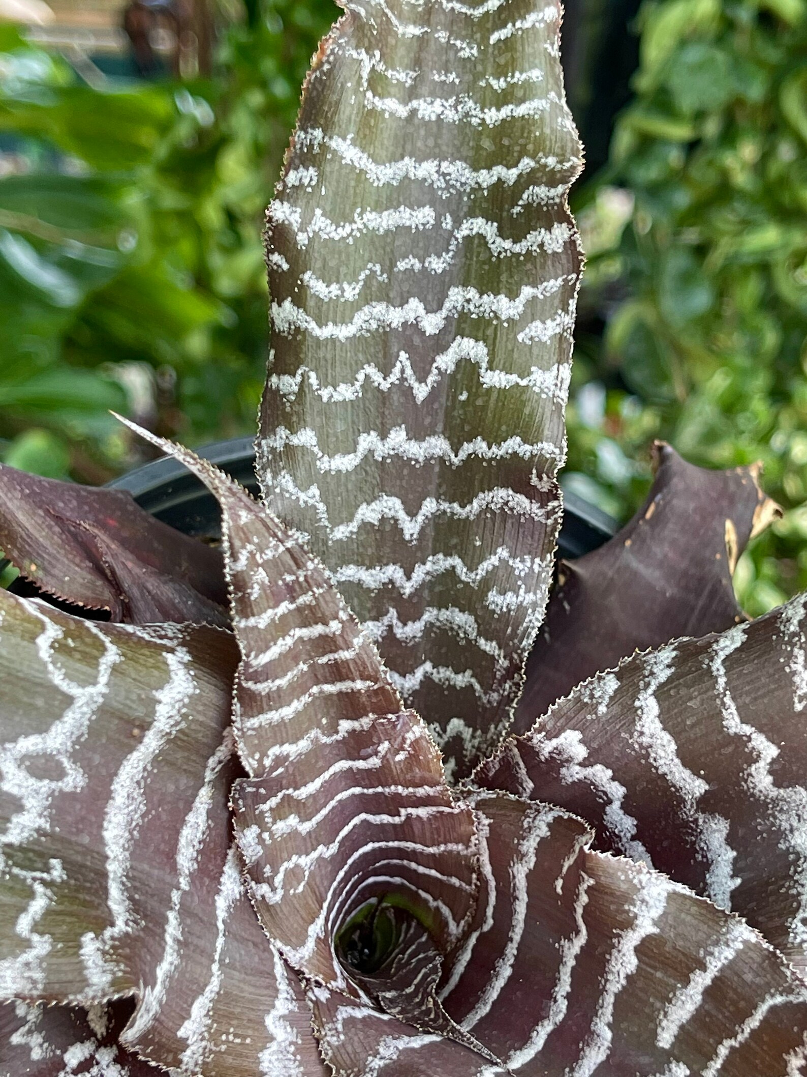 6 Bromeliad Cryptanthus Absolute Zero Tiger Rare Live Plant - Etsy
