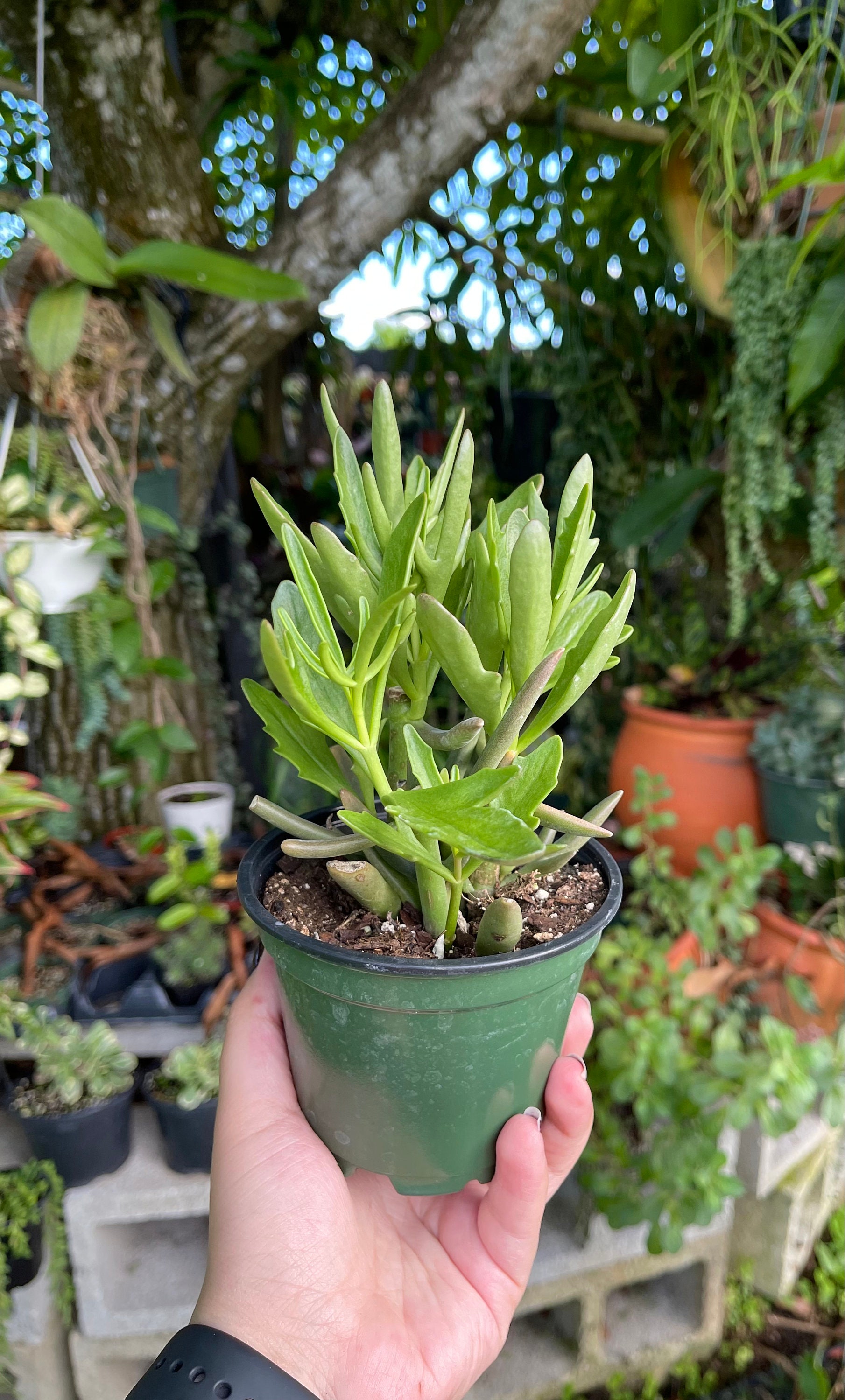 Kalanchoe Ceratophylla Laciniate ‘ Widow’s Thrill ‘ Rare Succulent Live ...