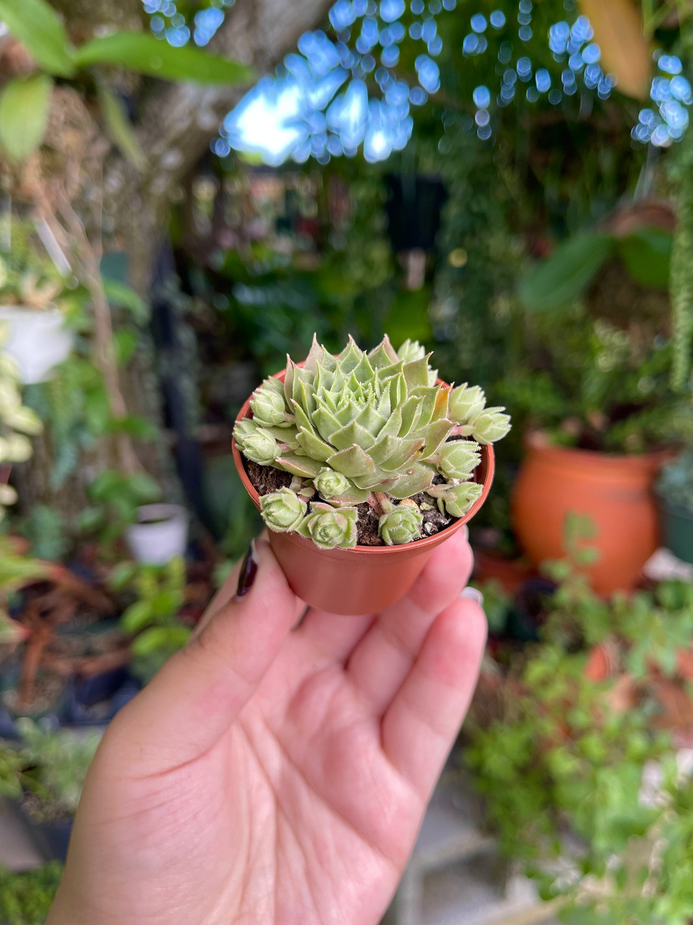 2 Sempervivum Ruby Rare Succulent Live Plant - Etsy