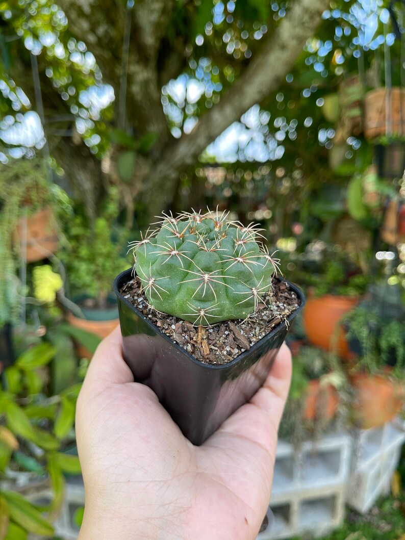 Gymnocalycium Baldianum Dwarf Chin Cactus Rare Succulent | Etsy