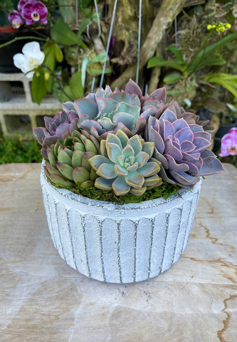 8” Living Colorful Succulent Arrangement - Etsy
