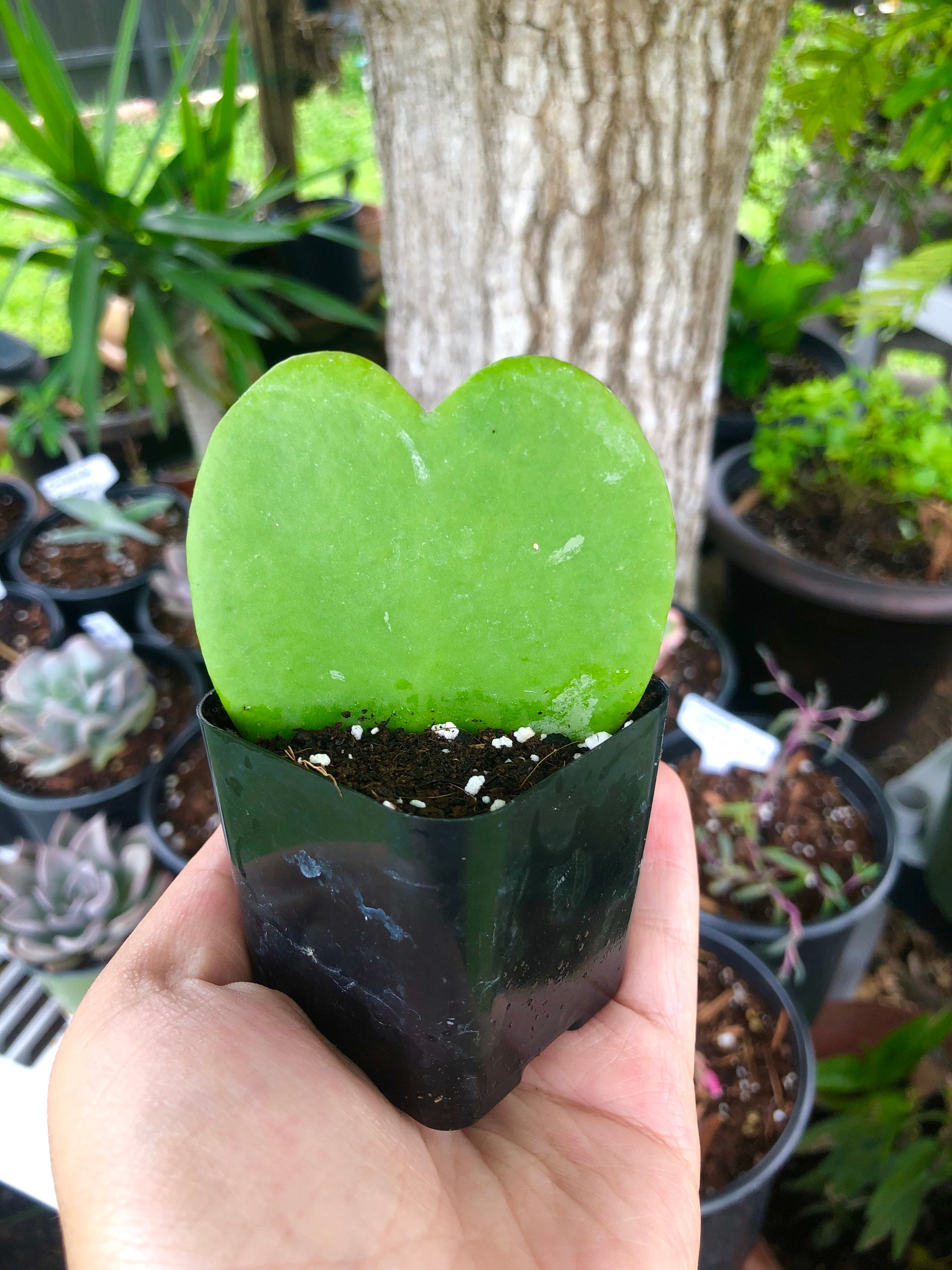 Hoya Heart Plant