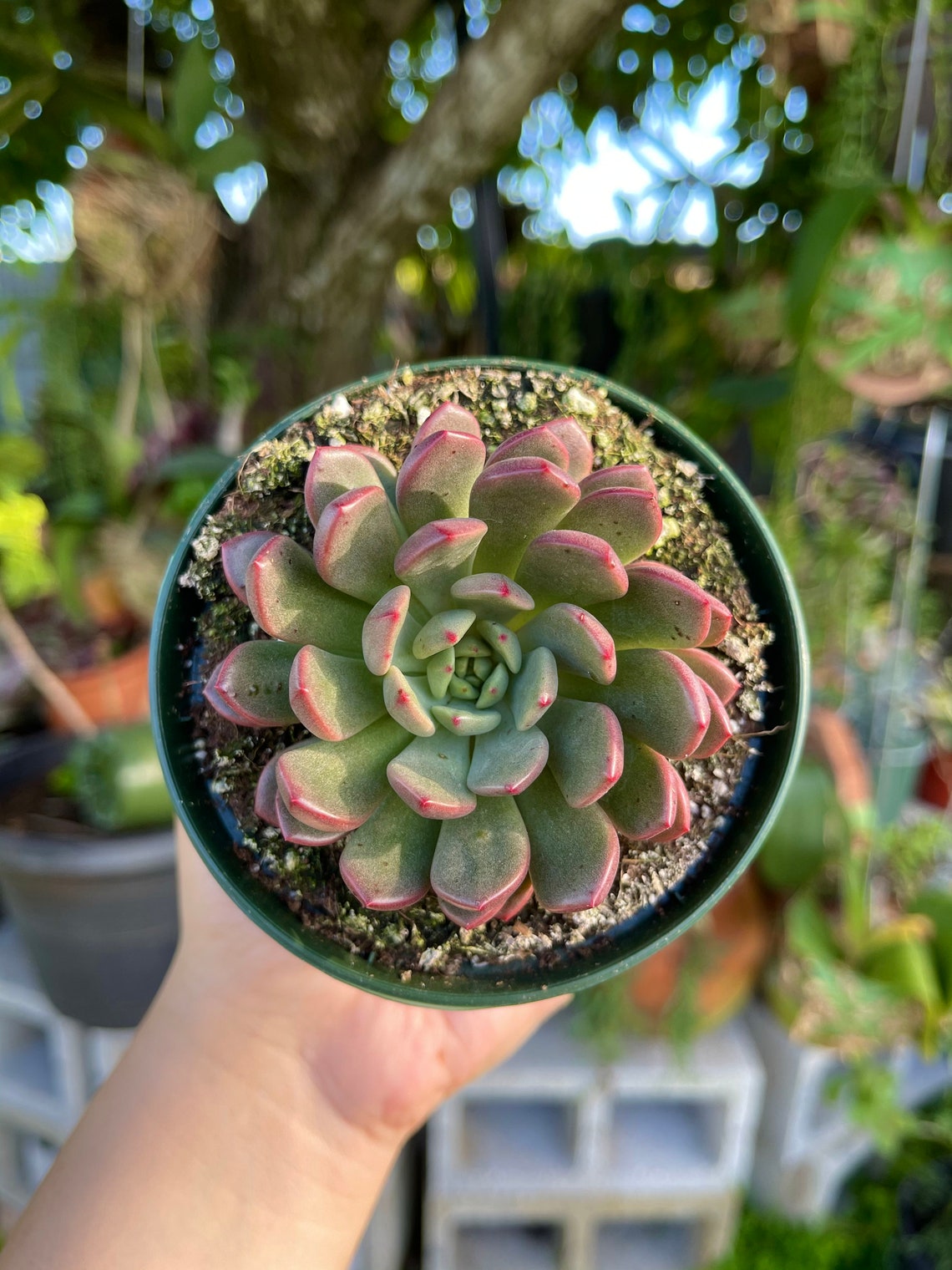 Graptoveria Bashful Pink Ruby Rare Succulent Live Plant - Etsy