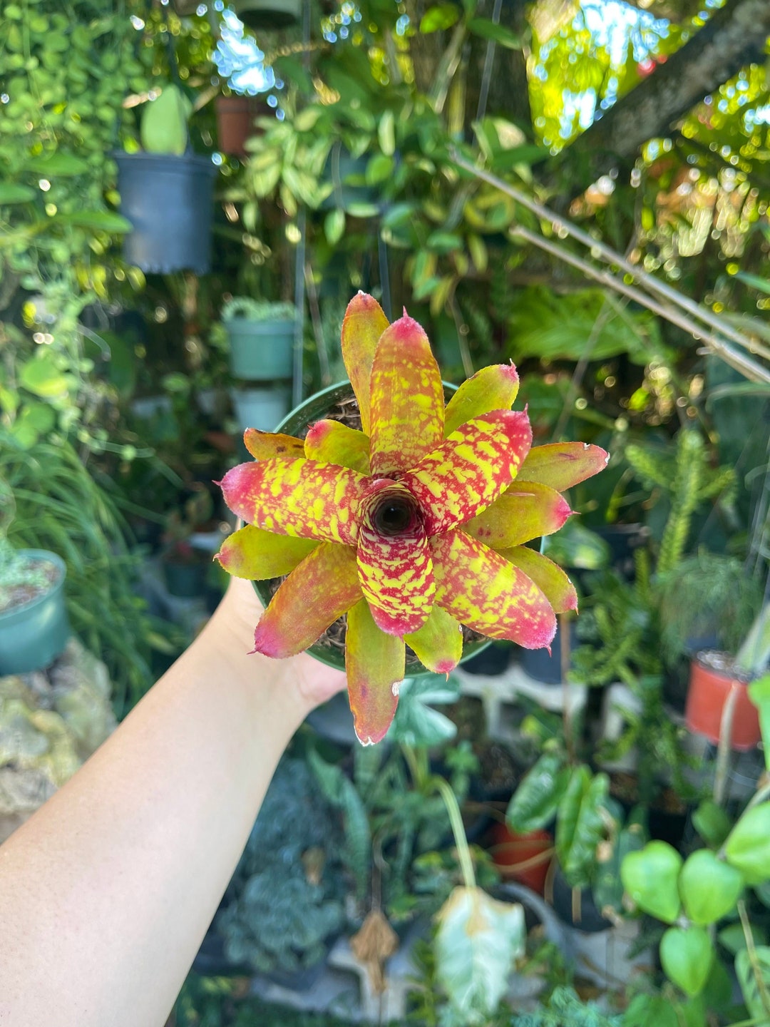Neoregelia Wild Tiger Rare Bromeliad Live Plant - Etsy