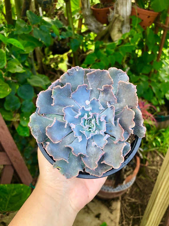 Blue Echeveria