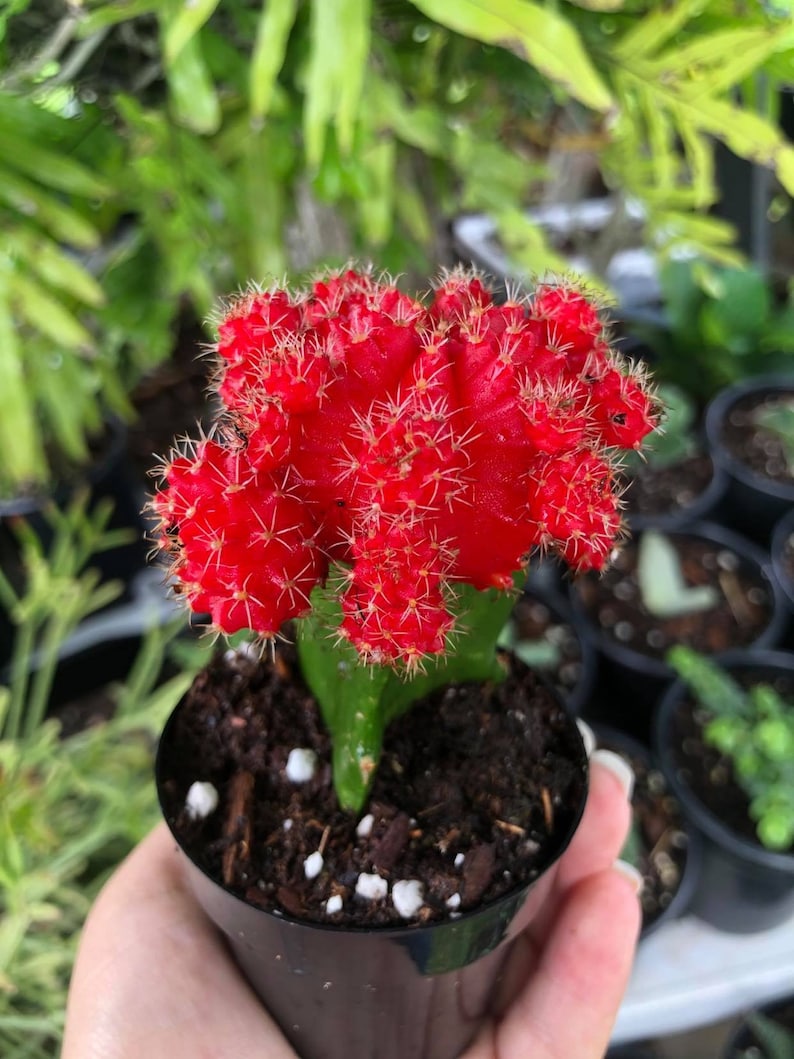 Red Grafted Moon Cactus Rare Succulent Live Cacti Plant - Etsy