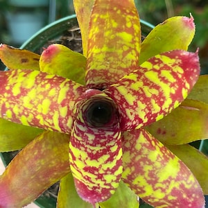 Neoregelia Wild Tiger Rare Bromeliad Live Plant - Etsy