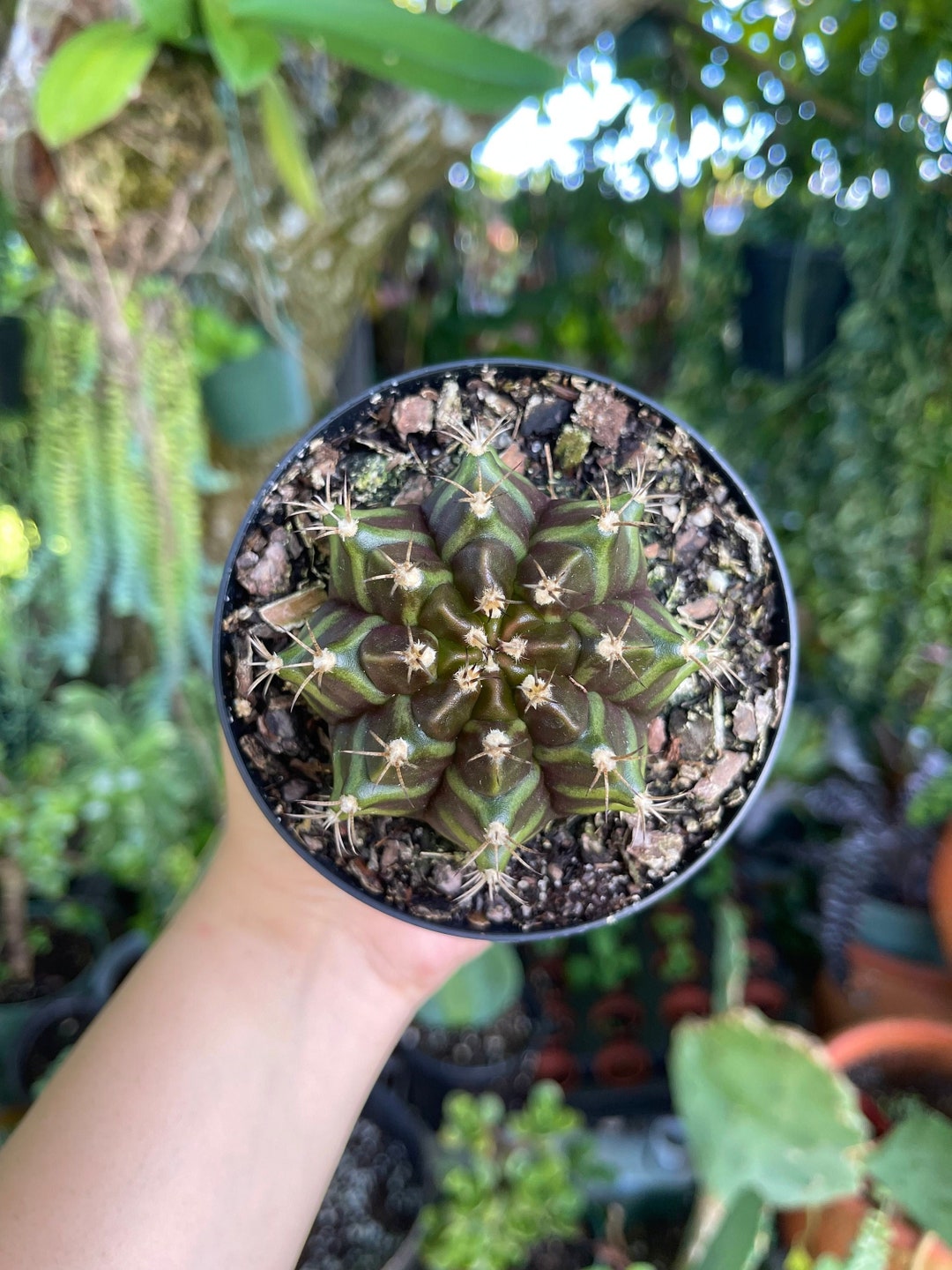 Striped Gymnocalycium Mihanovichii Var. Friedrichii Rare Cactus ...