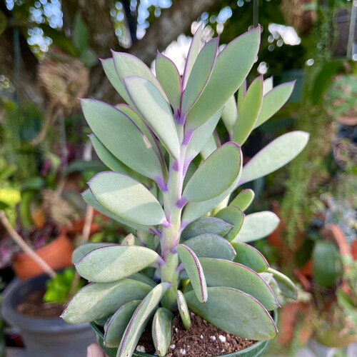 Senecio Crassissimus Purple Vertical Leaf Lavender Steps Rare - Etsy