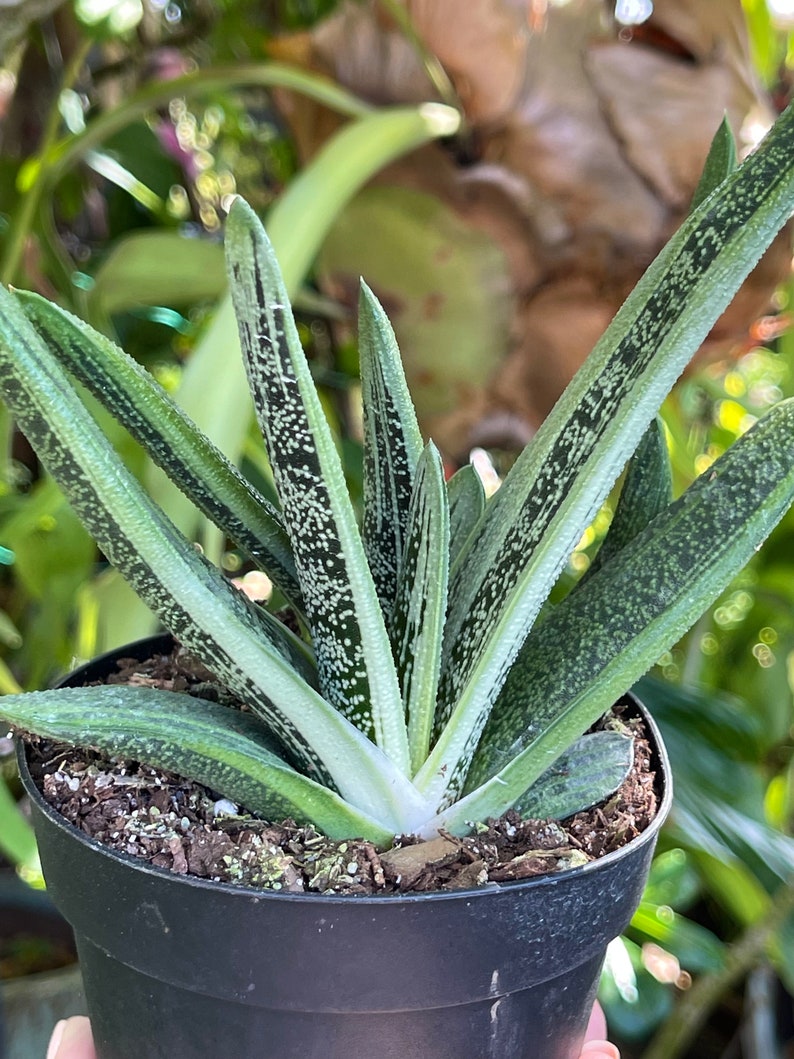 Gasteria Spotted Ox Tongue Rare Succulent Live Plant - Etsy