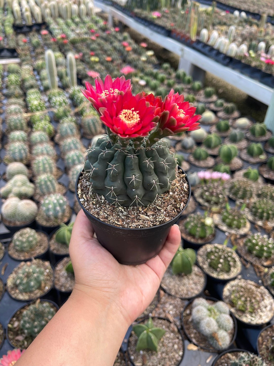 Gymnocalycium Baldianum ‘ Dwarf Chin Cactus ‘ Rare Succulent Live Cacti ...