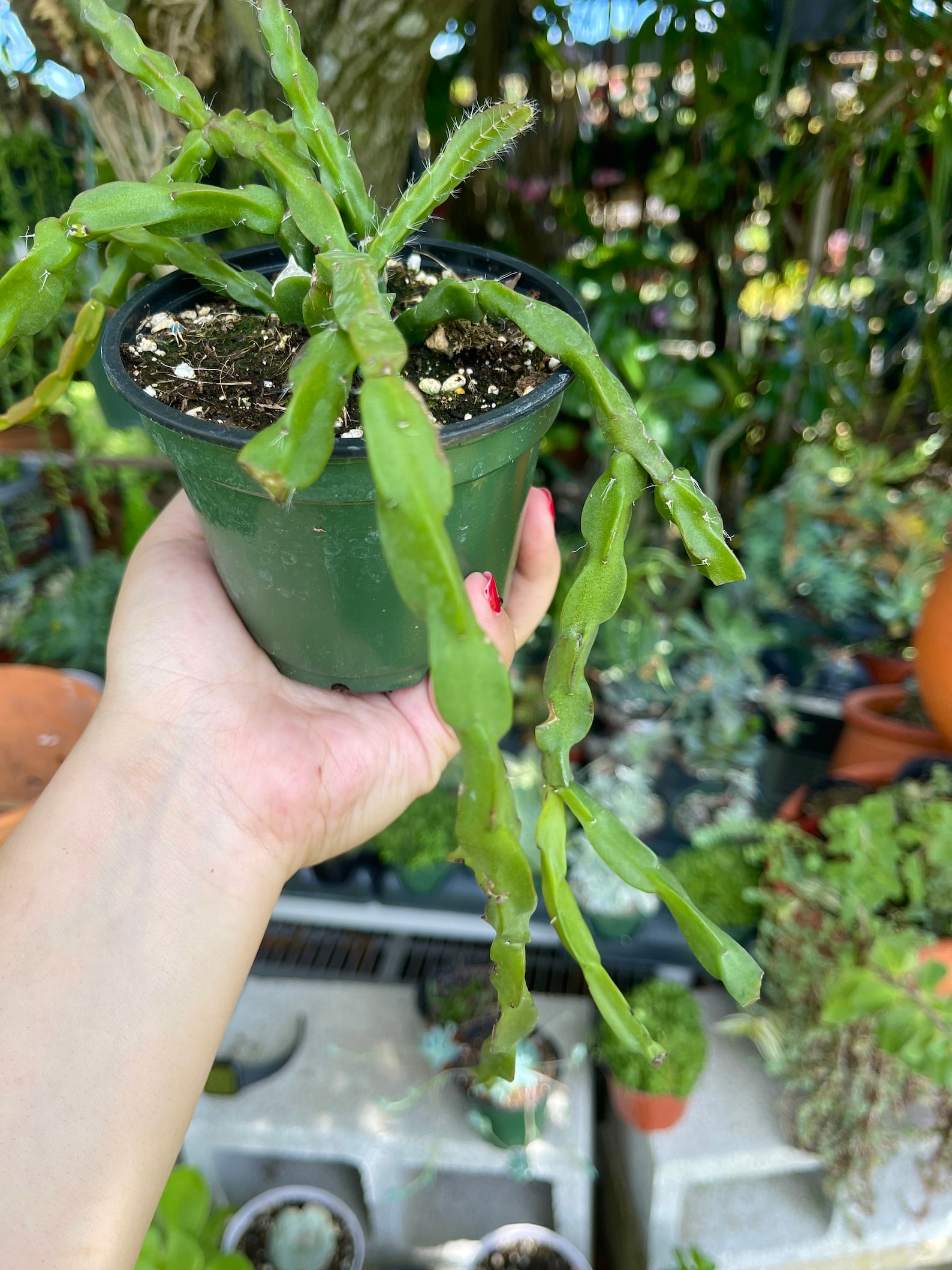 Rhipsalis Paradoxa Chain Cactus Rare Succulent Live Cacti - Etsy