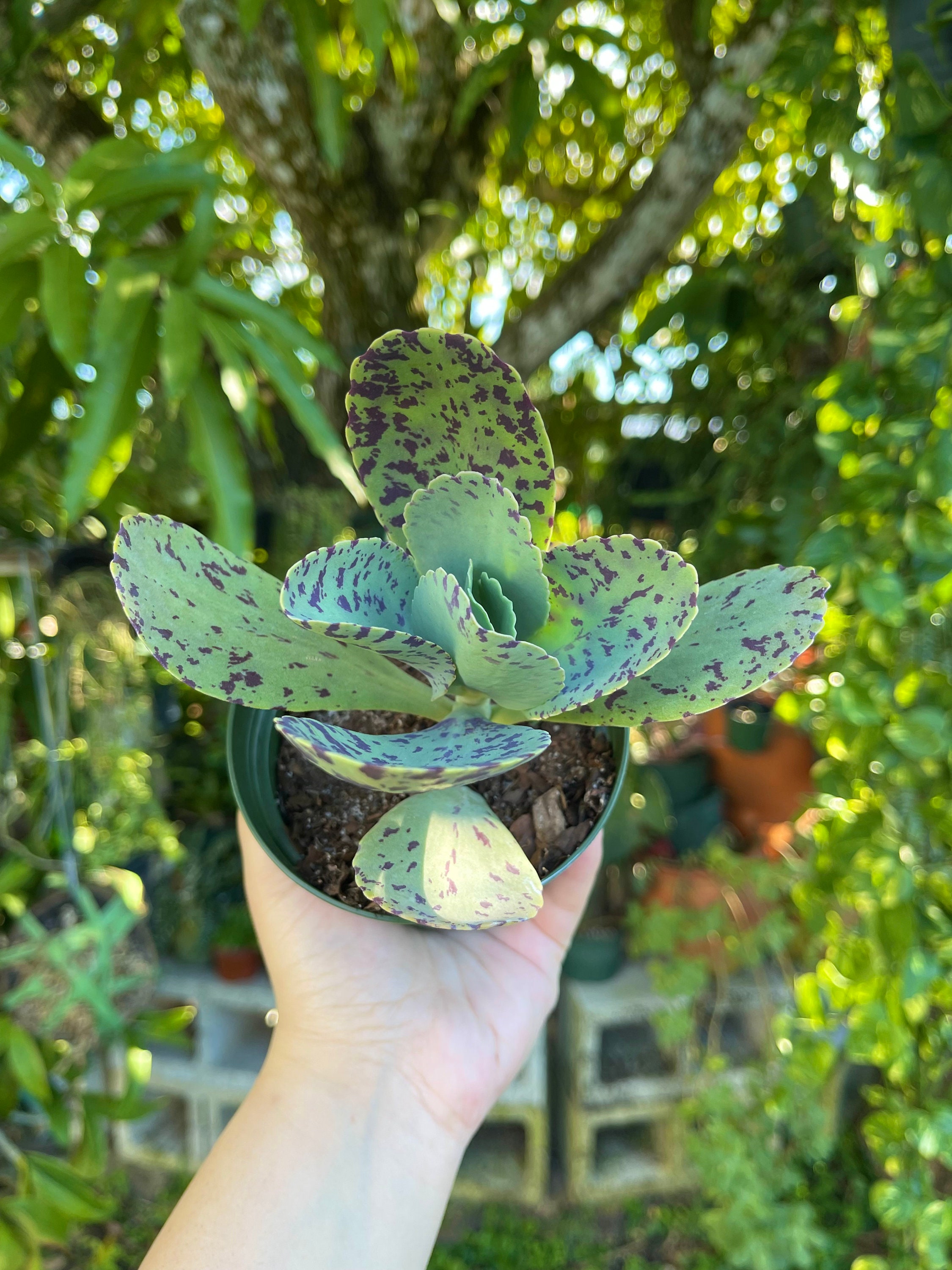 Spotted Kalanchoe Marmorata Penwiper Plant Rare Succulent - Etsy