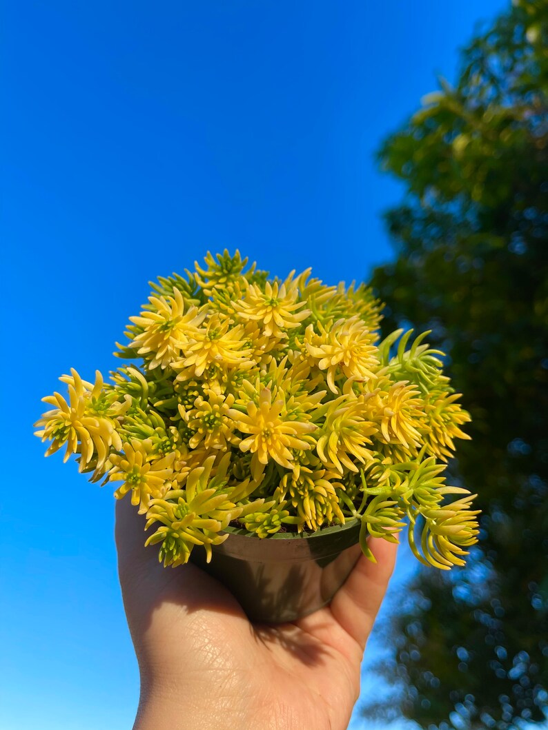 Sedum Angelina Rare Succulent Live Plant - Etsy