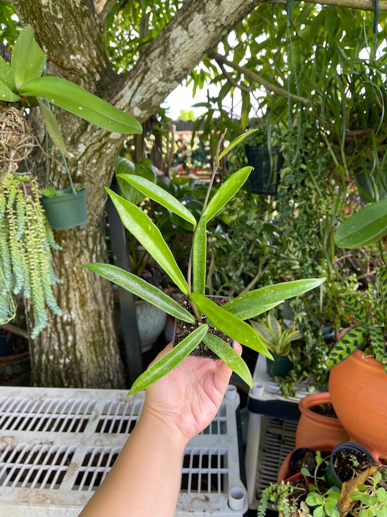 Hoya Minibelle Rare Succulent Live Plant - Etsy