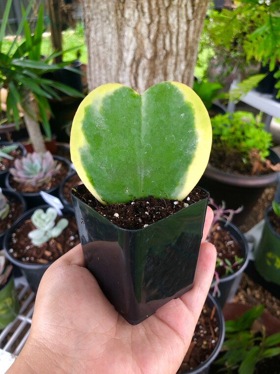 Hoya Heart Plant