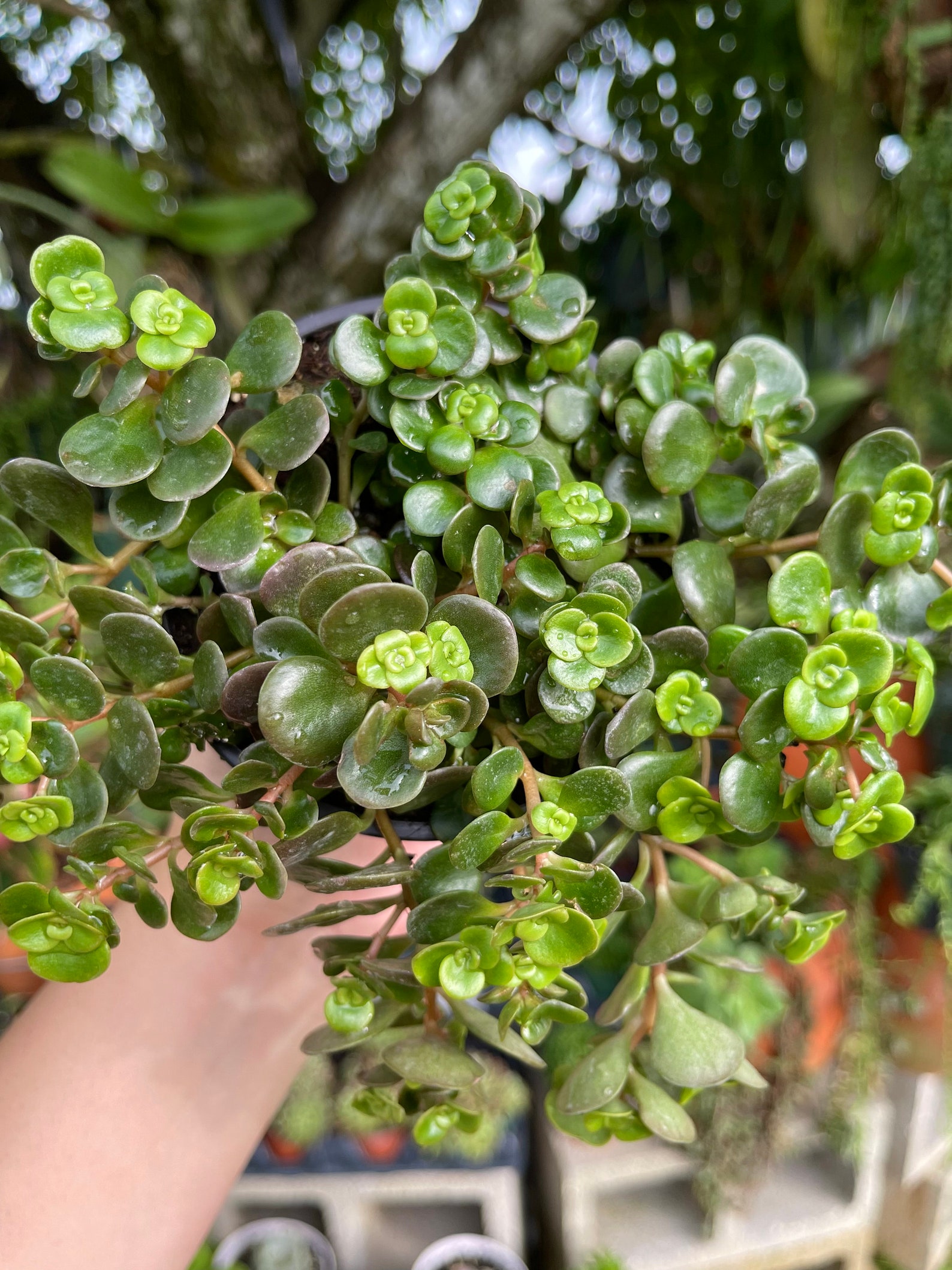 Sedum Tetractinum Coral Reef Rare Succulent Live Plant - Etsy