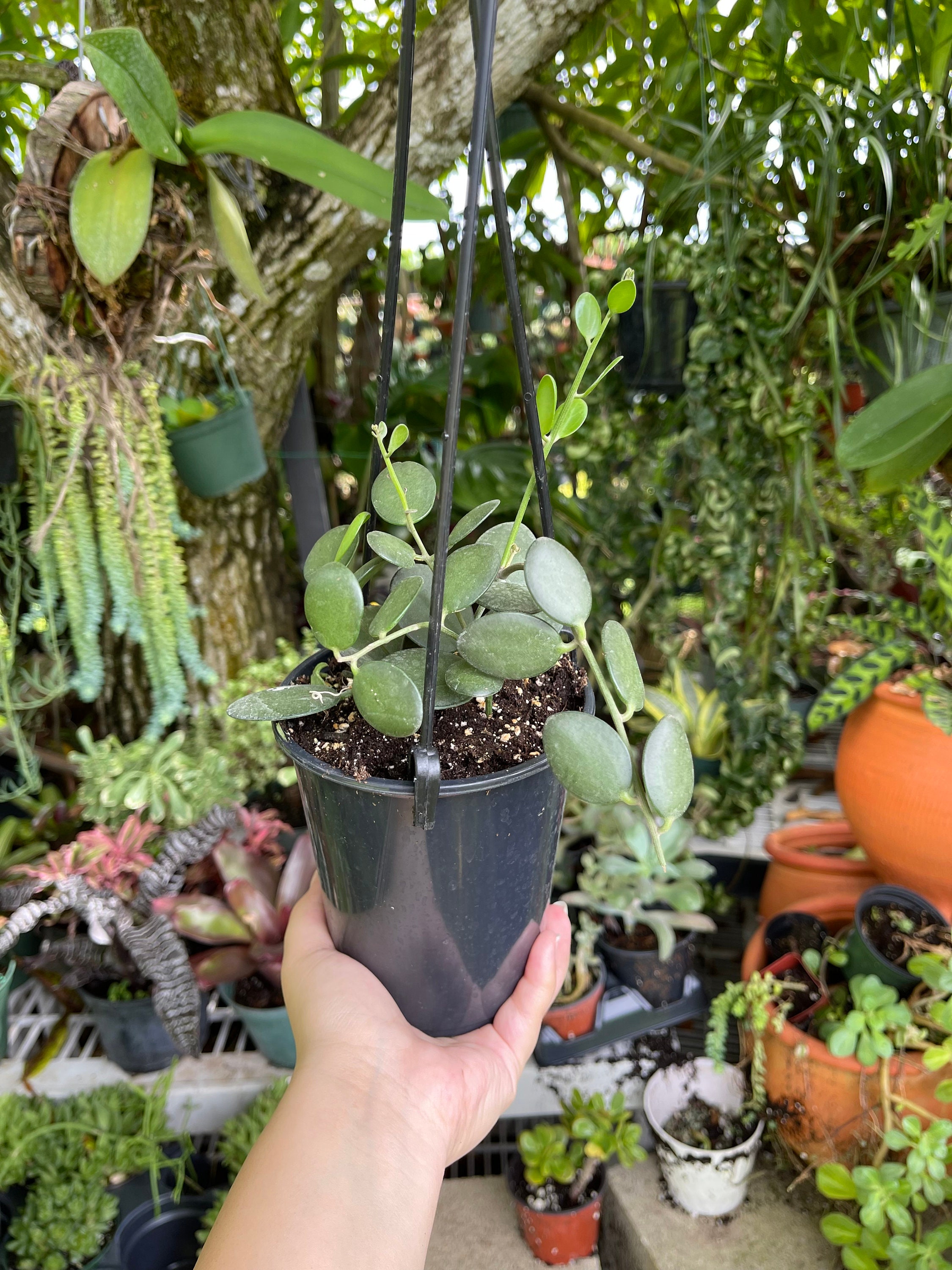 Silver Dollar Vine Xerosicyos Danguyi Rare Succulent Live | Etsy