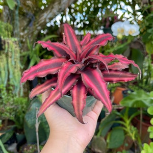 Cryptanthus Earth Star Rare Succulent Live Plant - Etsy