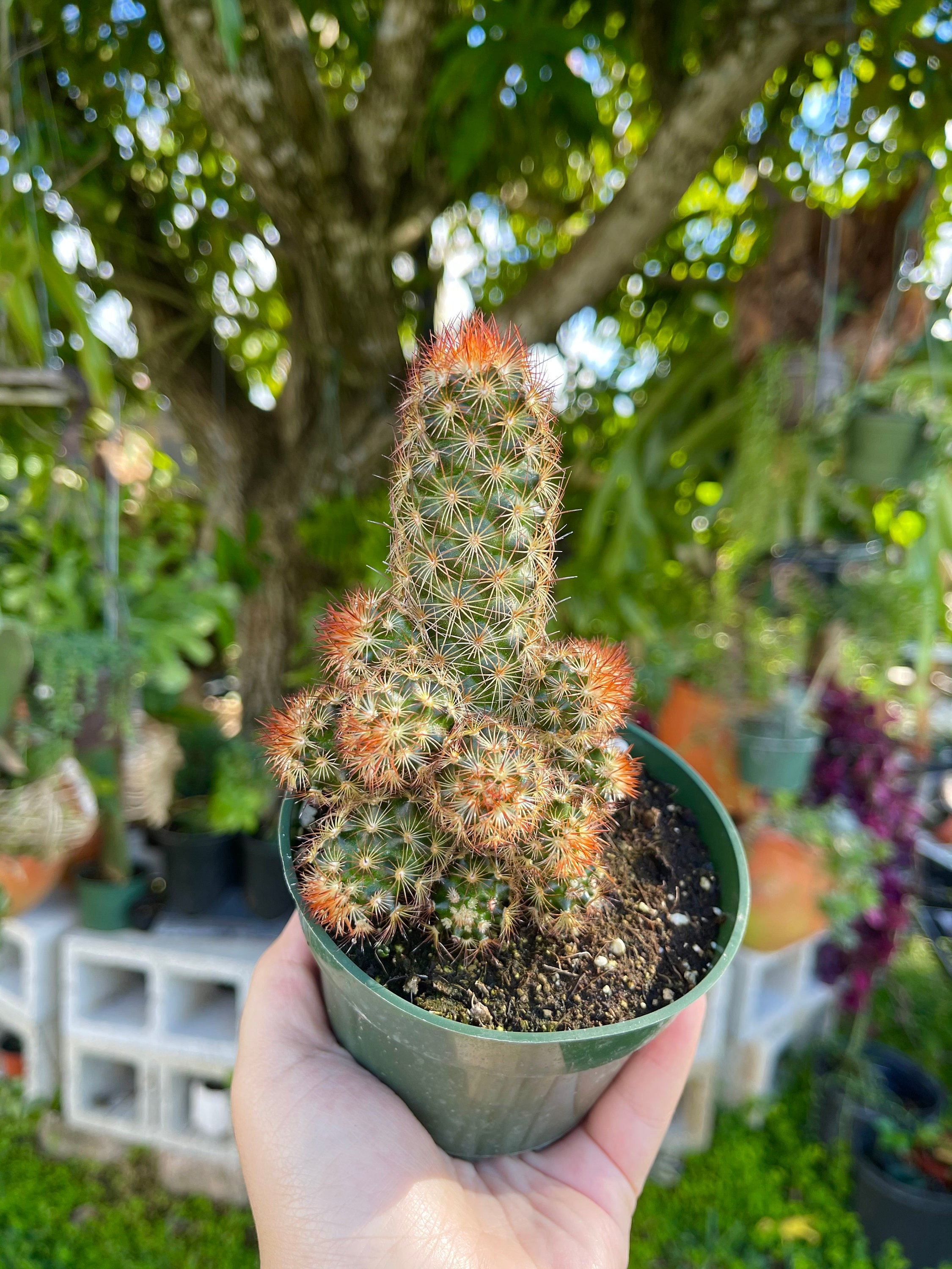 Fire Mammillaria Elongata Copper King Cactus Rare - Etsy