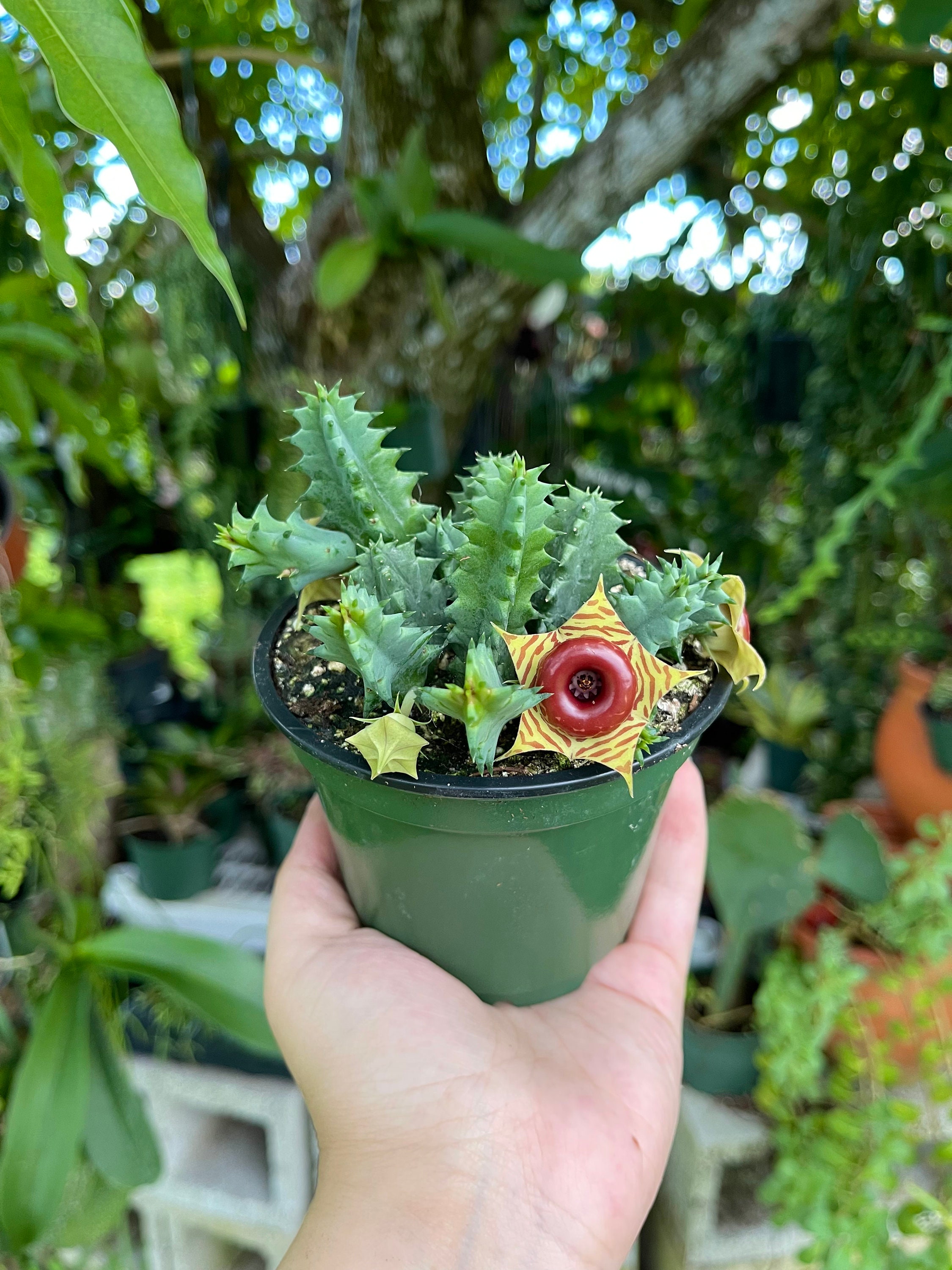 Huernia Zebrina Lifesaver Plant (2 Pot) | ubicaciondepersonas.cdmx.gob.mx