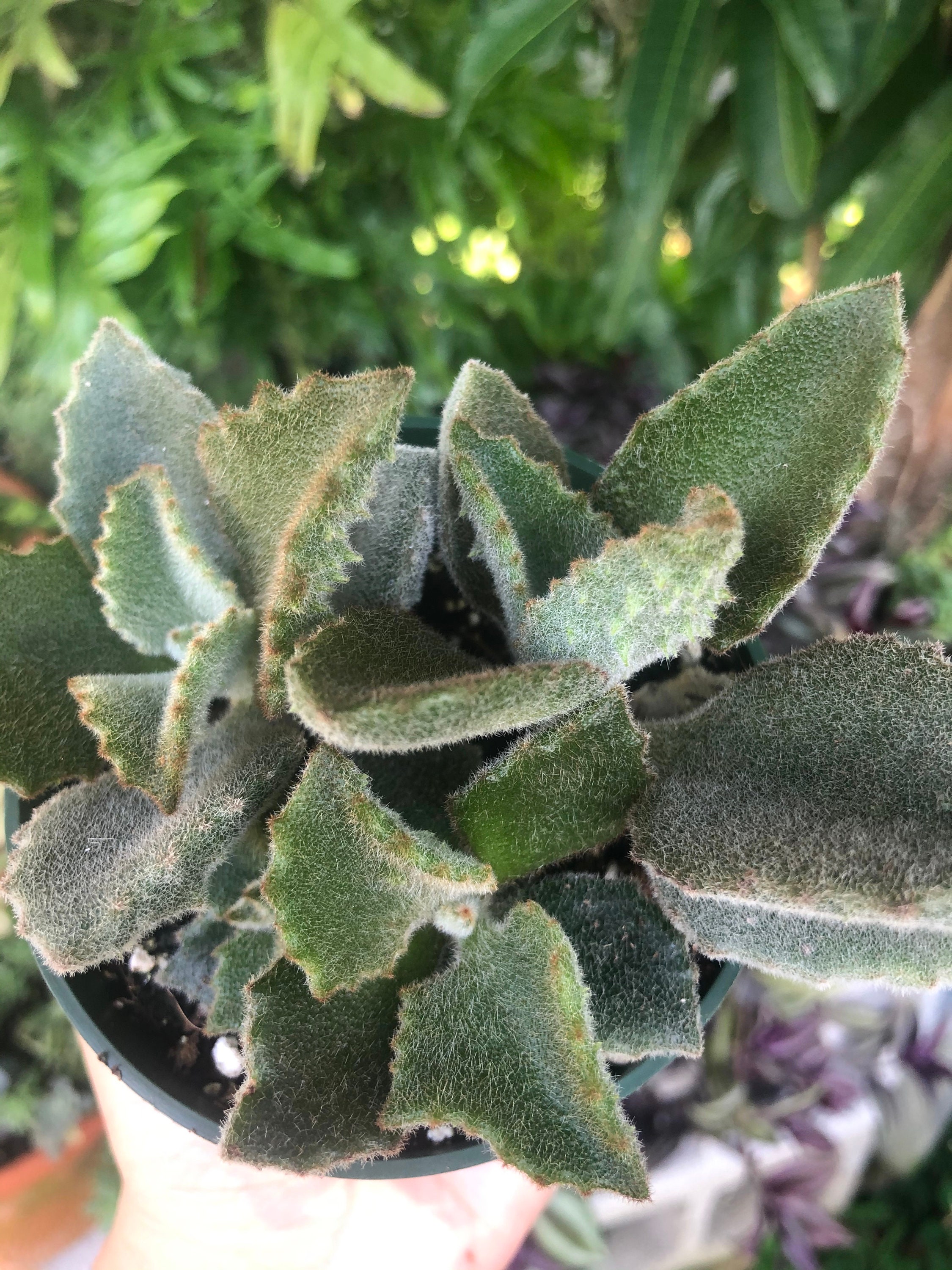 Kalanchoe Beharensis Fang Fuzzy Rare Succulent Live Plant | Etsy