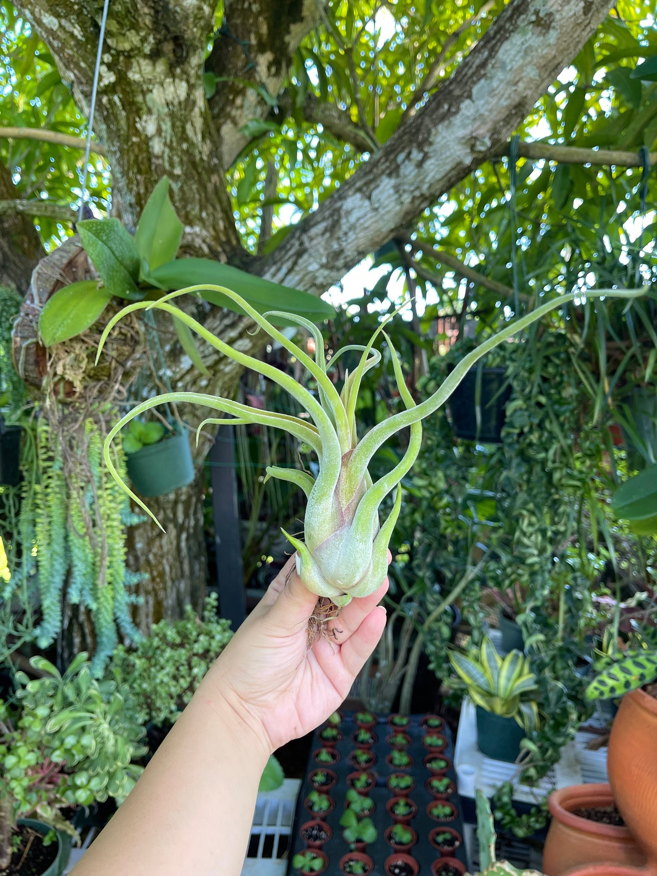 Caput Medusae Tillandsia Medusas Head Live Air Plant - Etsy