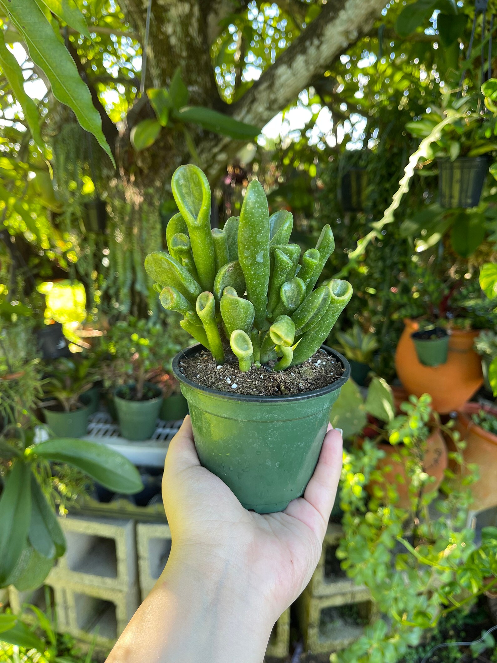 Crassula Ovata Et’s Fingers Jade Rare Succulent Live Plant - Etsy