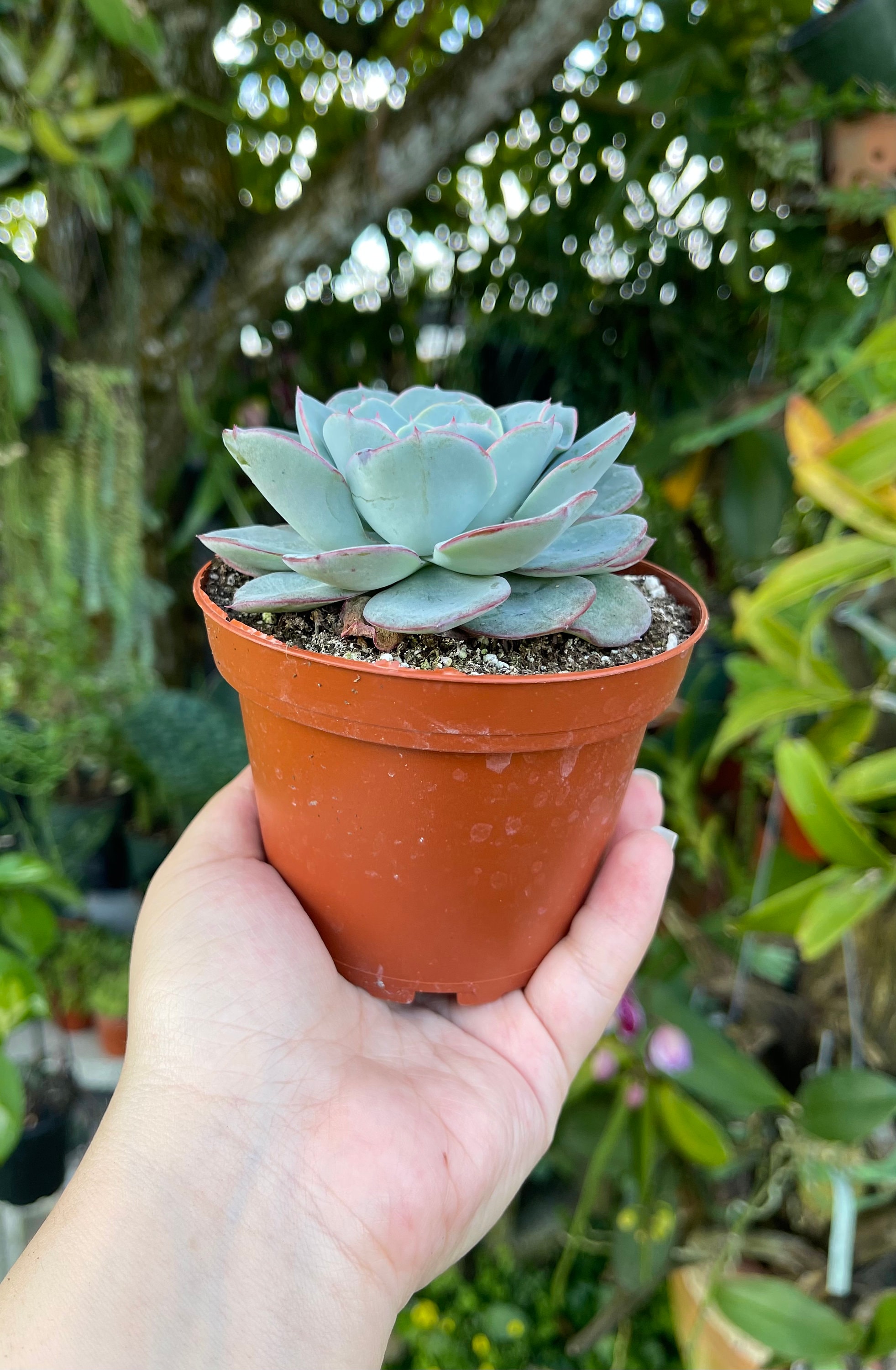 Echeveria Atlantis Rare Succulent Live Plant | Etsy