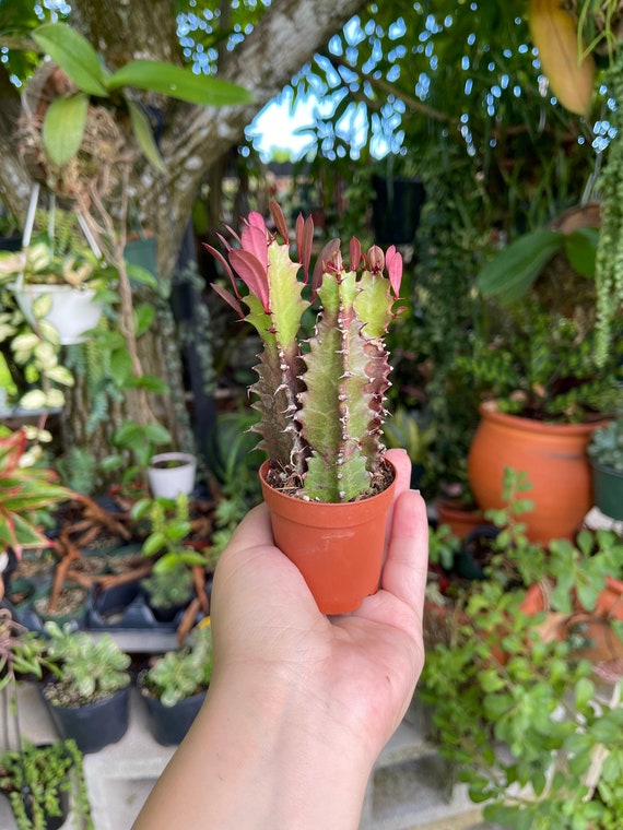 Cactus Euphorbia Trigona Euphorbia Trigona