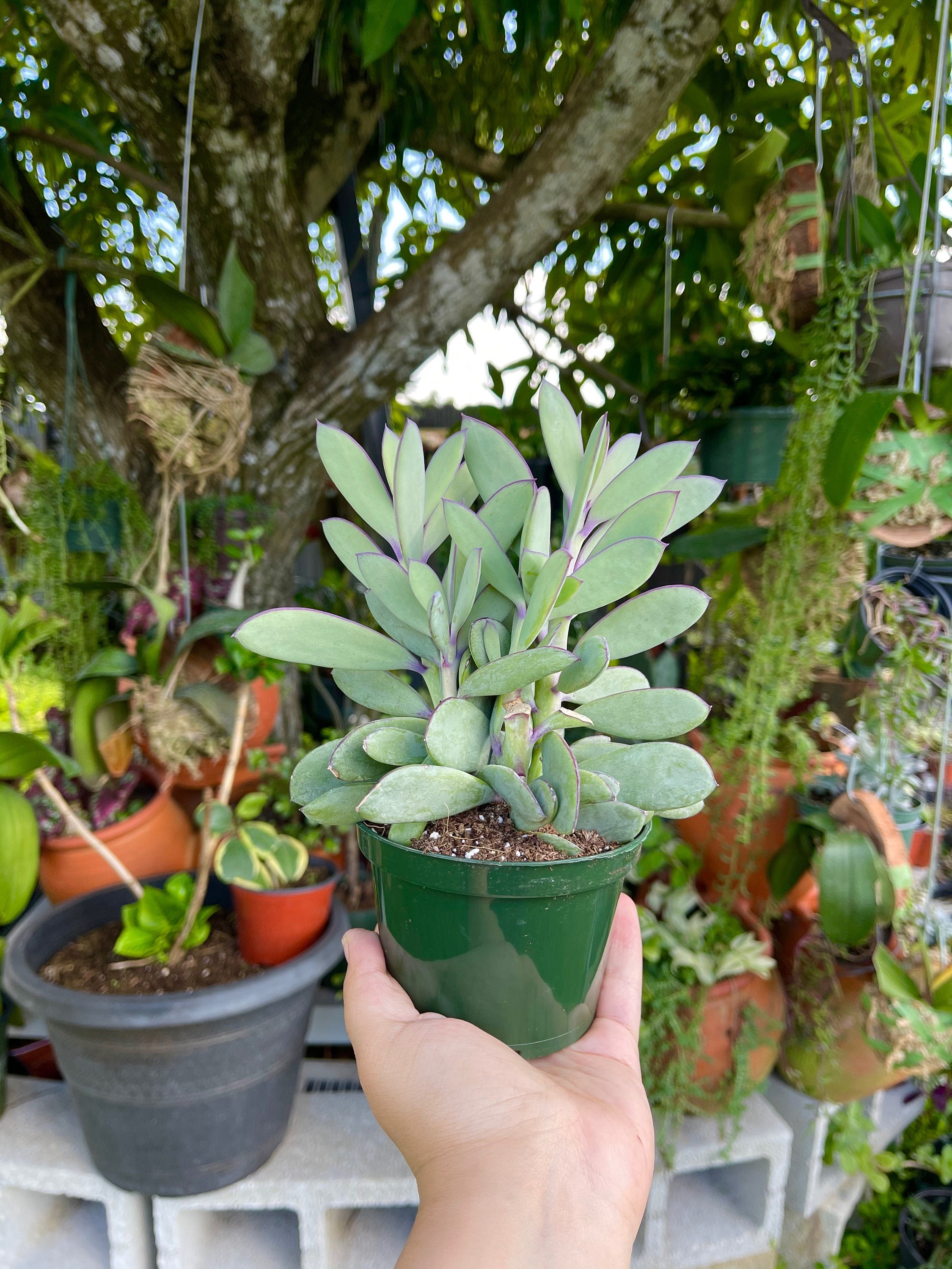 Senecio Crassissimus Purple Vertical Leaf Lavender Steps Rare Succulent ...