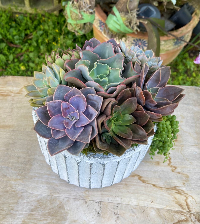 8” Living Colorful Succulent Arrangement - Etsy