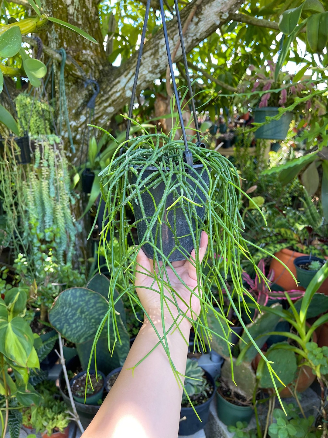 Rhipsalis Baccifera ‘ Mistletoe Cactus ‘ Rare Succulent Live Hanging ...