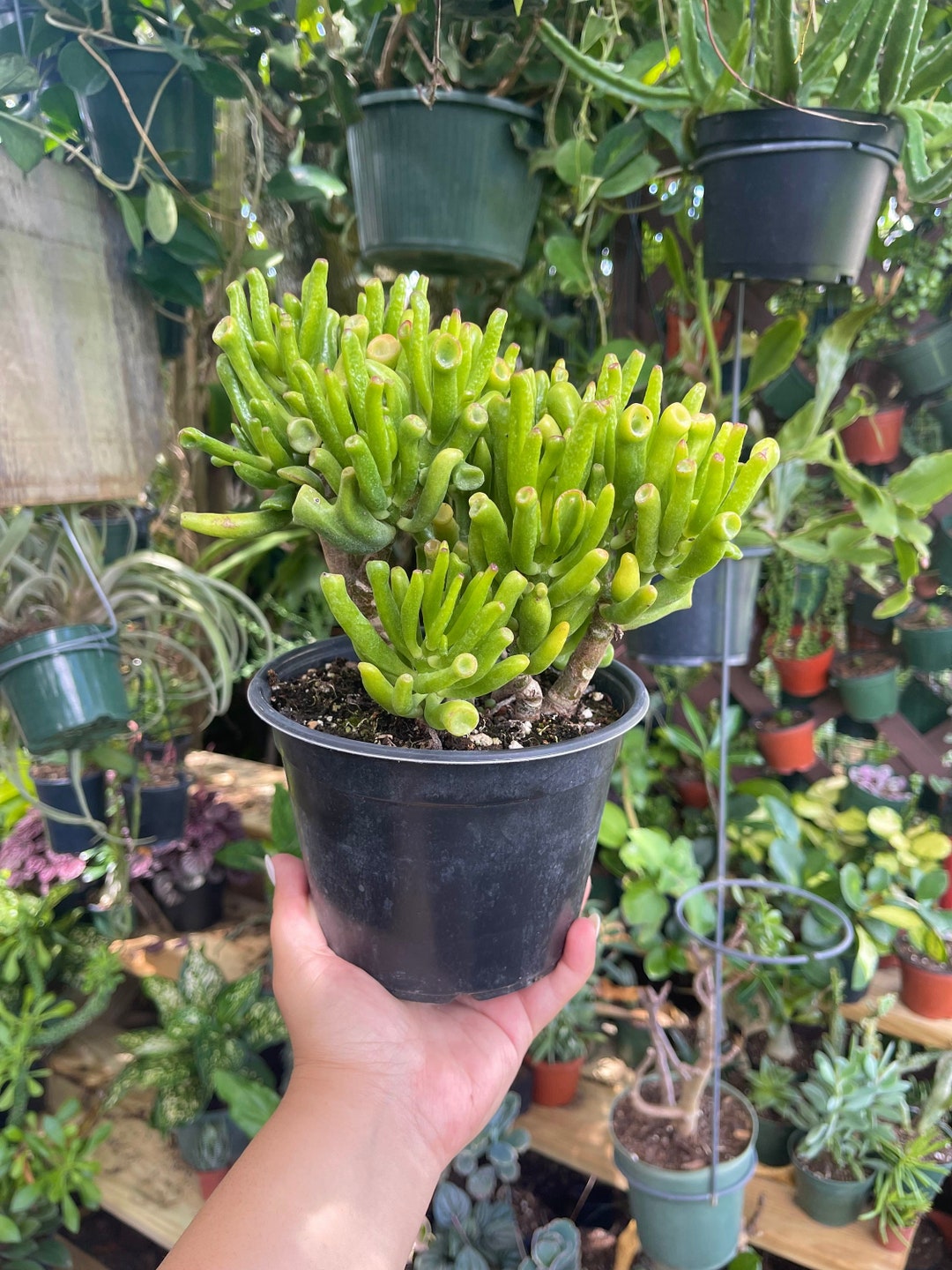 6” Crassula Ovata Gollum Jade ET Fingers Rare Succulent Live Plant - Etsy