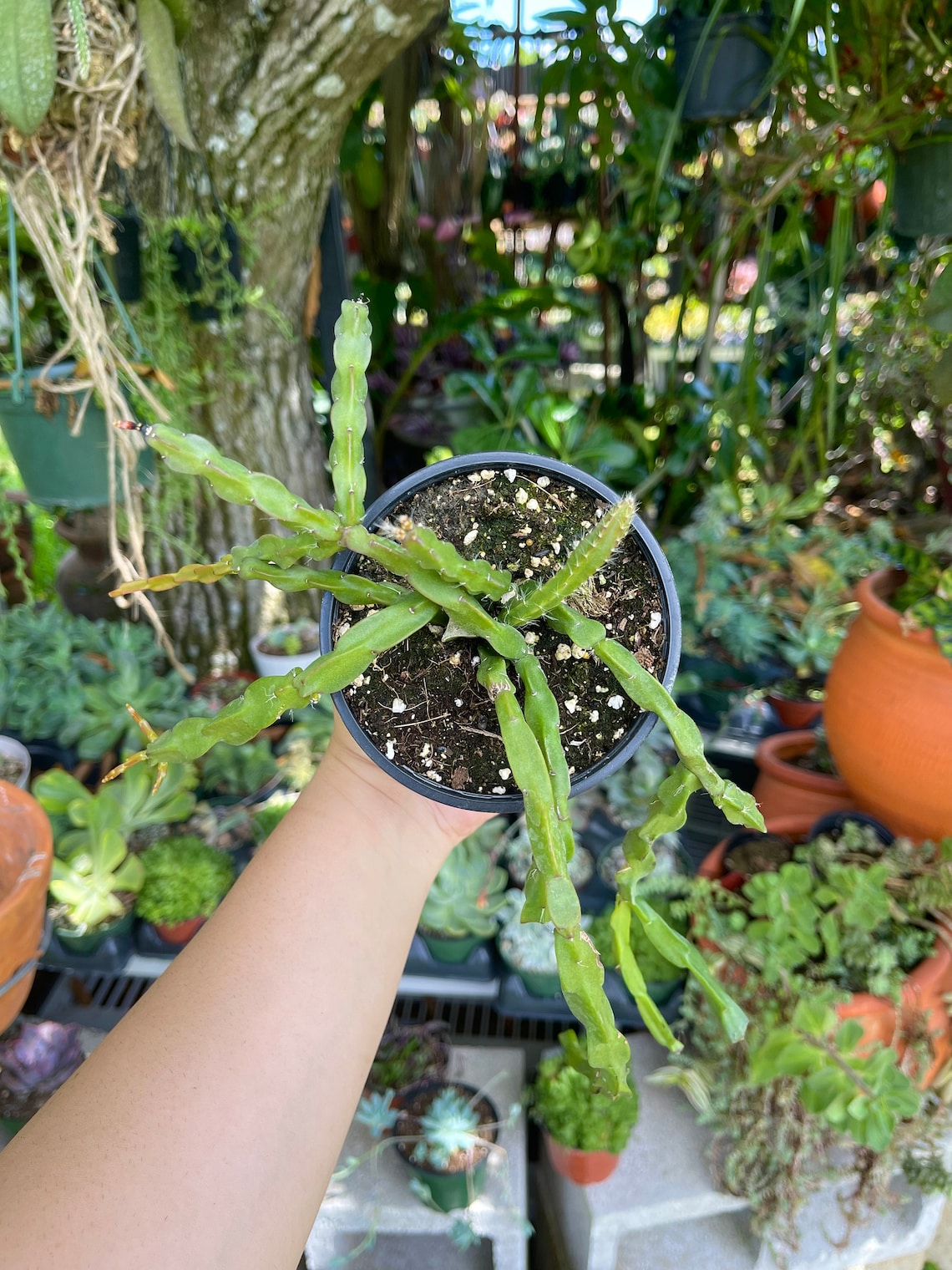 Rhipsalis Paradoxa Chain Cactus Rare Succulent Live Cacti - Etsy