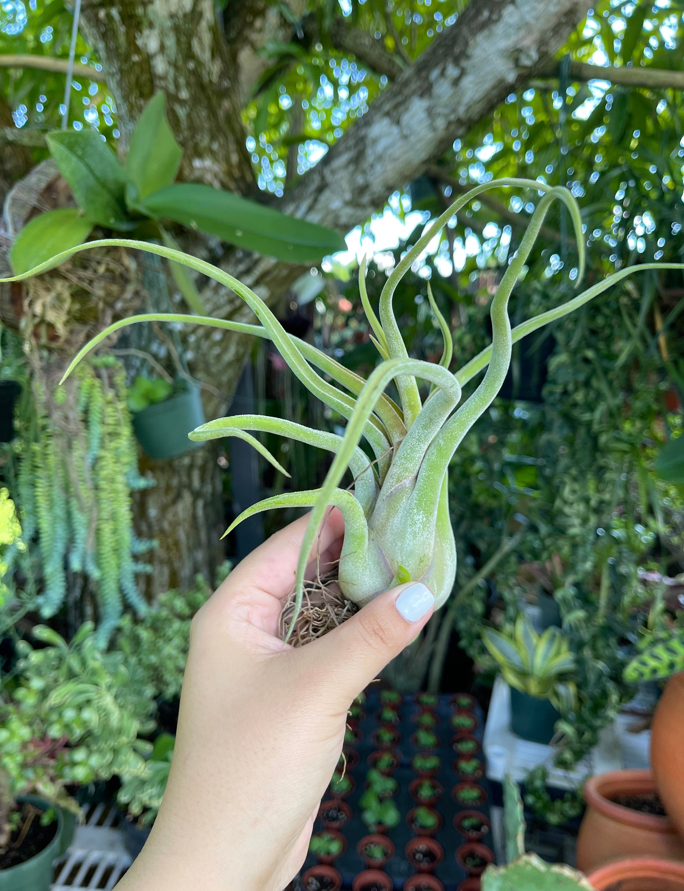 Caput Medusae Tillandsia Medusas Head Live Air Plant - Etsy