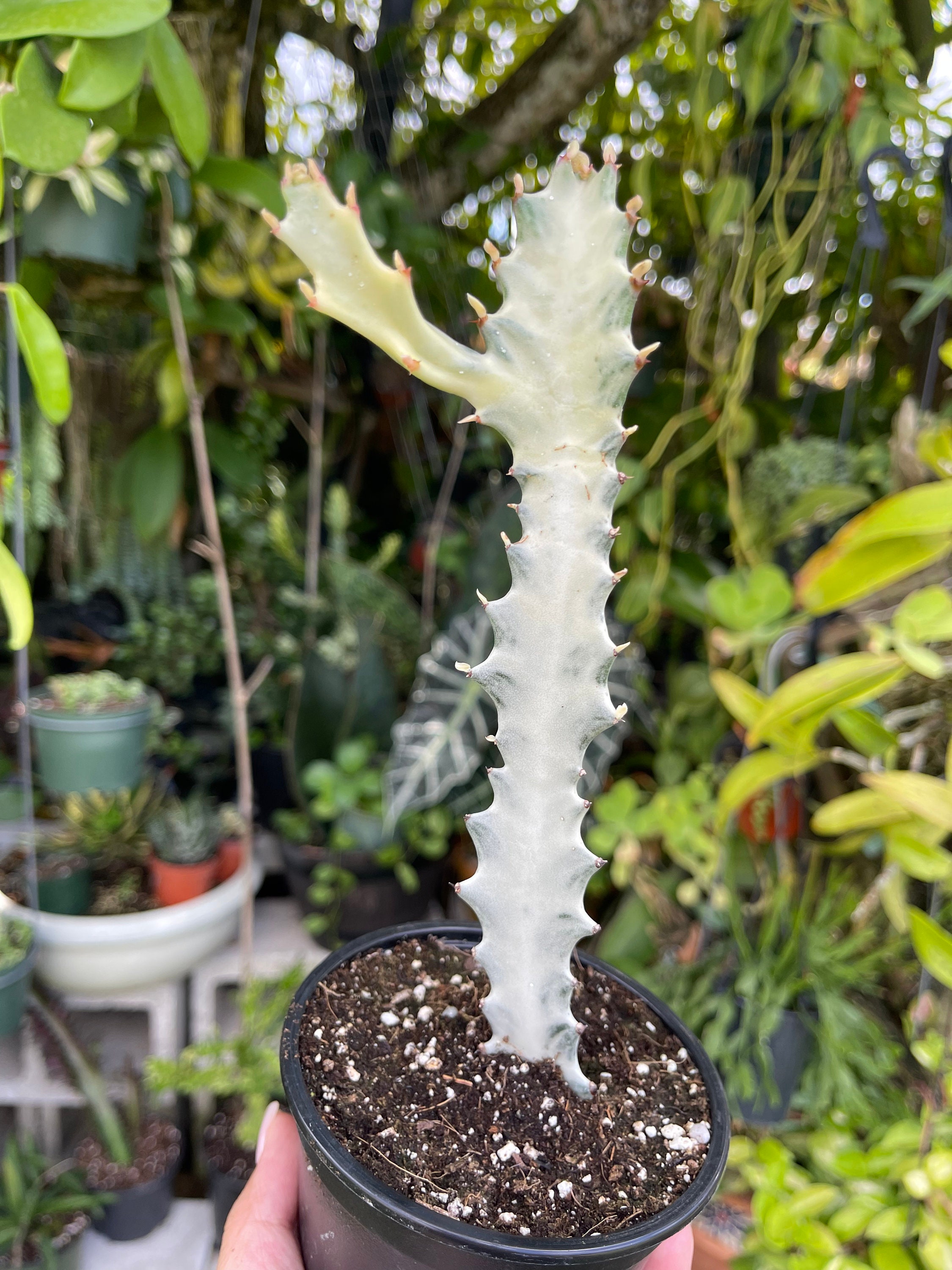 Euphorbia Lactea White Ghost