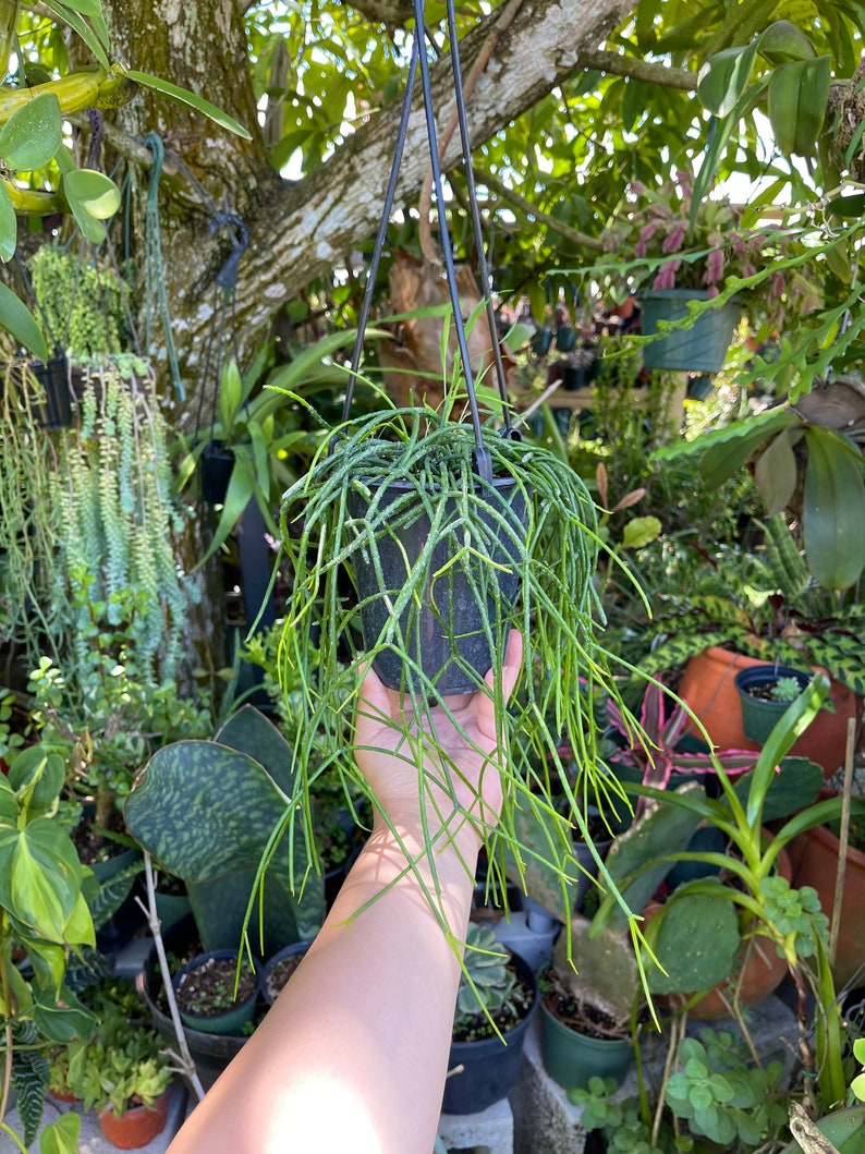 Rhipsalis Baccifera ‘ Mistletoe Cactus ‘ Rare Succulent Live Hanging ...