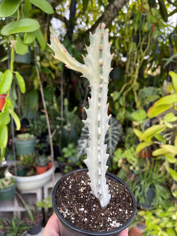 Euphorbia Lactea