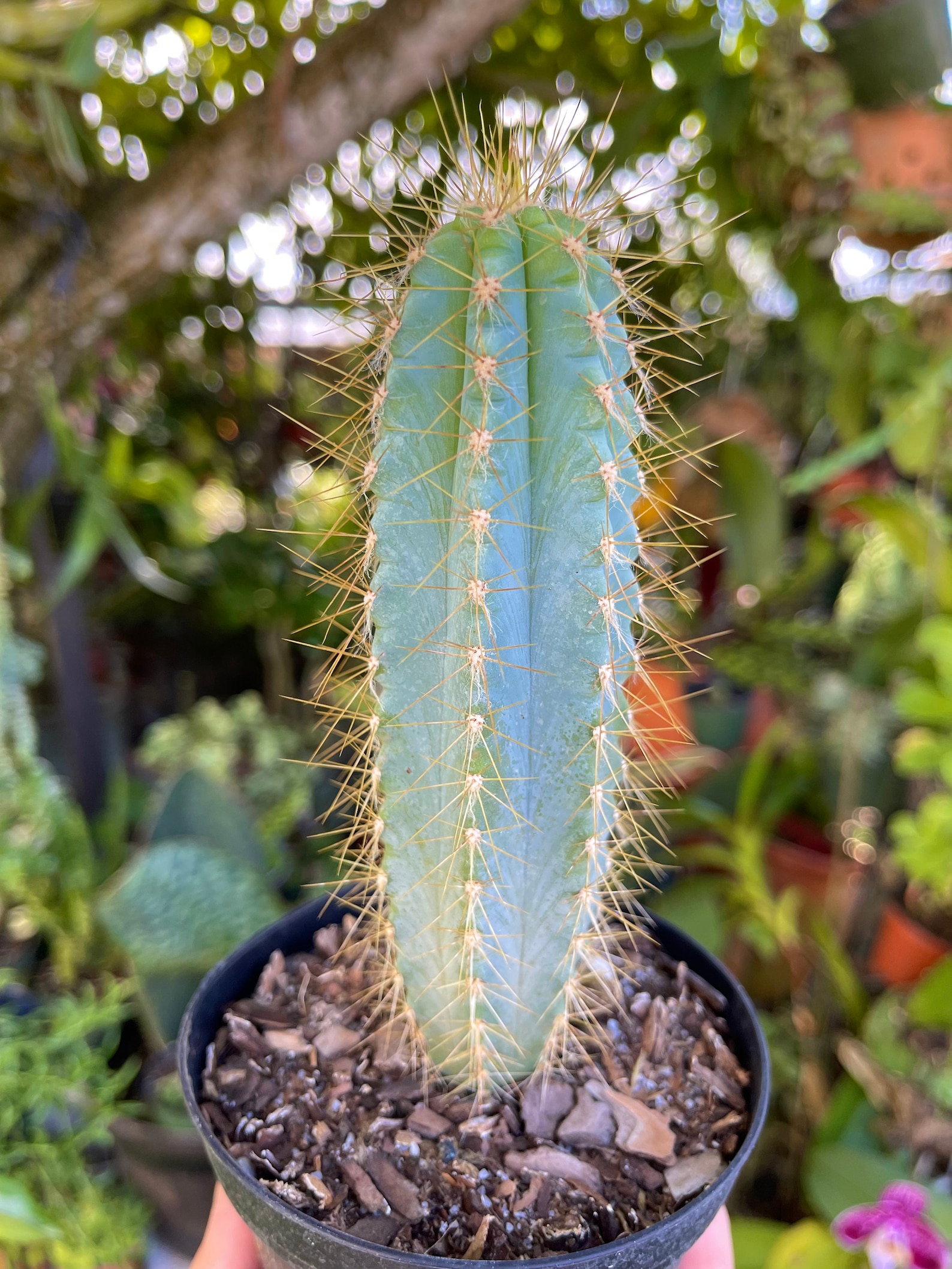 Blue Pilosocereus Magnificus Cactus Rare Succulent Live Cacti - Etsy