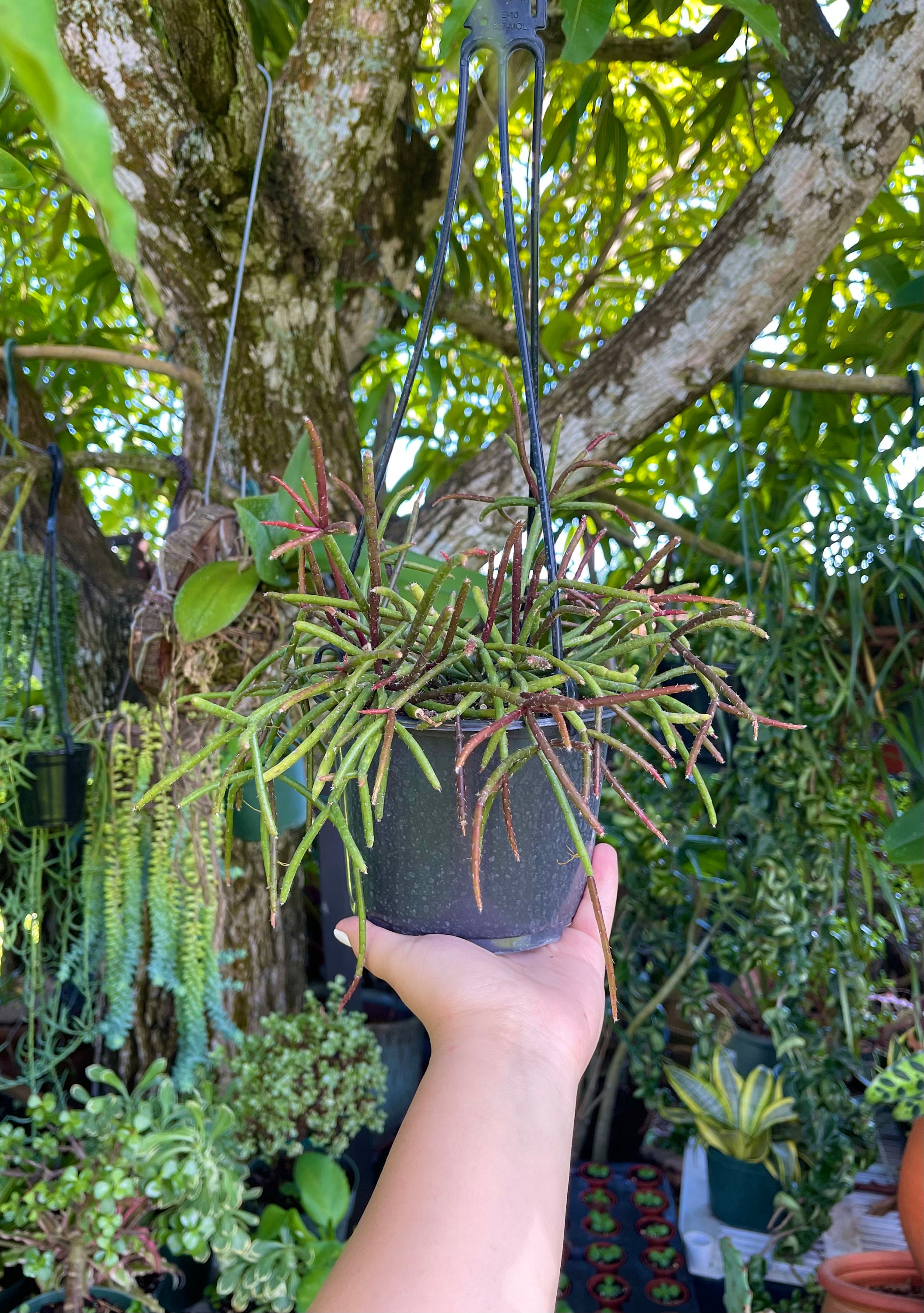 Rhipsalis Baccifera Mistletoe Cactus Rare Succulent Live Cacti - Etsy
