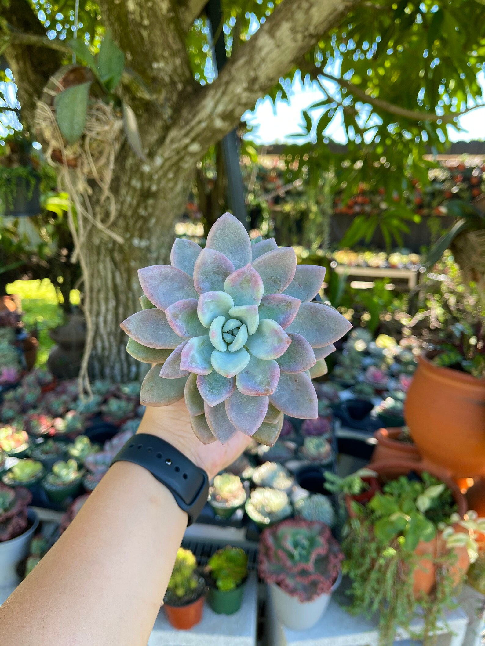 Pink Opalina Graptoveria Rare Succulent Live Plant - Etsy