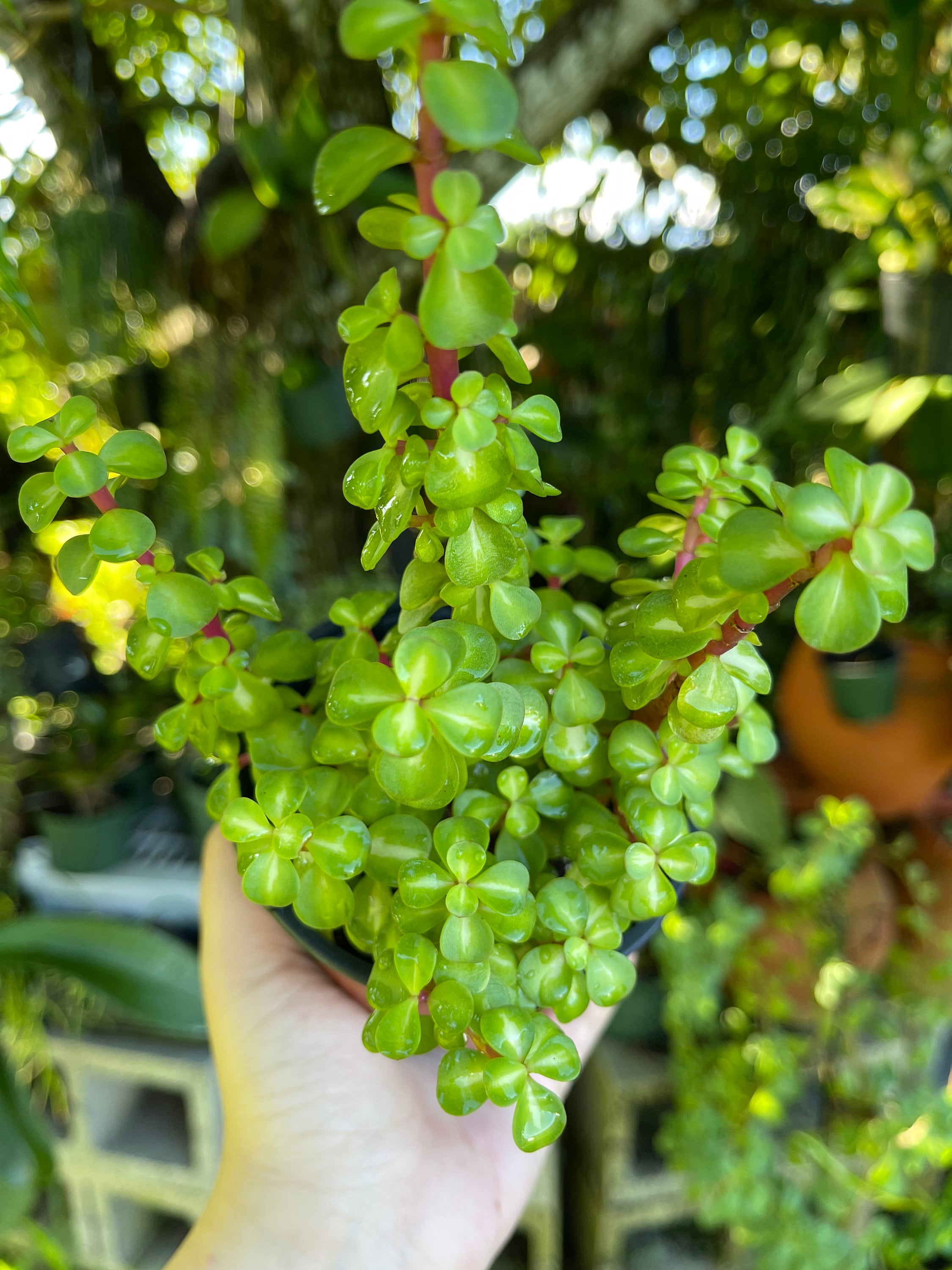 Elephant Bush Portulacaria Afra Rare Succulent Live Plant - Etsy