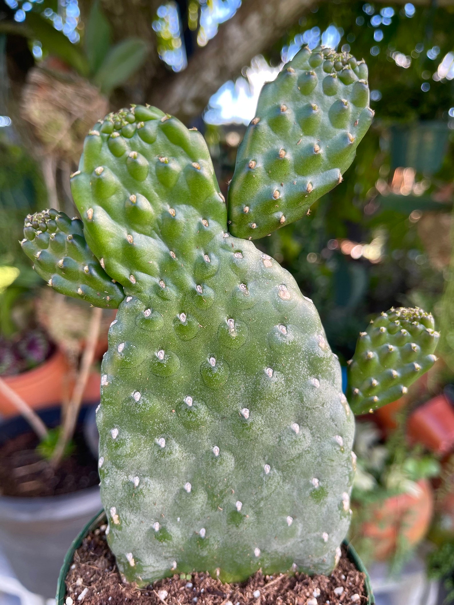 Opuntia Rubescens Road Kill Cactus Rare Succulent Live Smooth Cacti ...