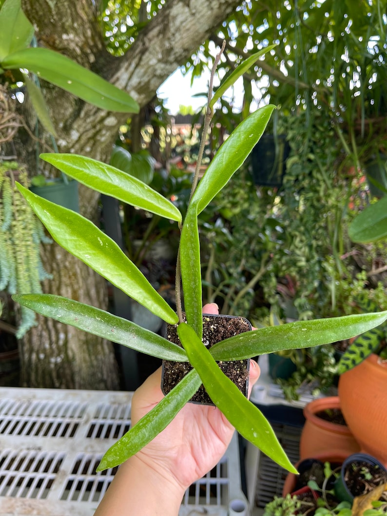 Hoya Minibelle Rare Succulent Live Plant - Etsy