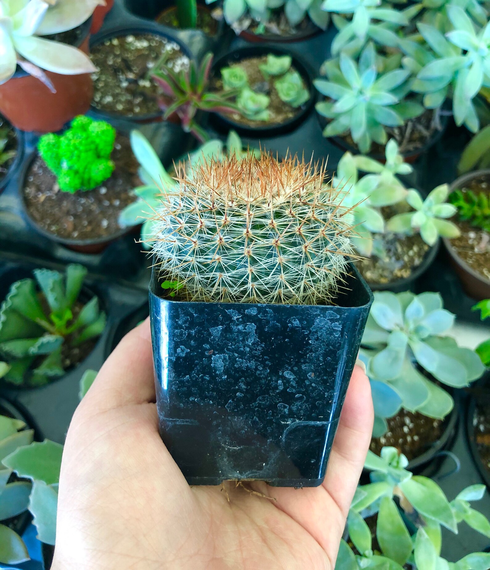 Mammillaria Round Ball Cactus Rare Succulent Live Plant - Etsy