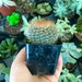 Mammillaria Round Ball Cactus Rare Succulent Live Plant - Etsy