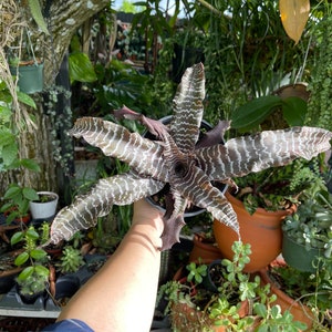 6” Bromeliad Cryptanthus Absolute Zero Tiger Rare Live Plant - Etsy