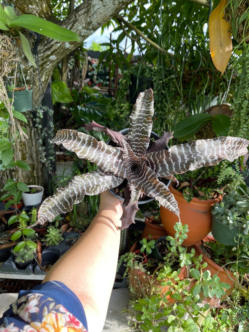 6 Bromeliad Cryptanthus Absolute Zero Tiger Rare Live Plant - Etsy